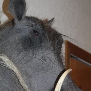 Pig Head Mount Taxidermy Log Cabin Decor - Etsy