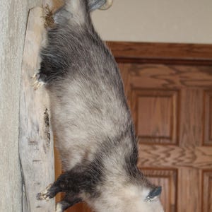 Newly Mounted Hanging Opossum Mount Taxidermy Whitetail Deer Shed ...