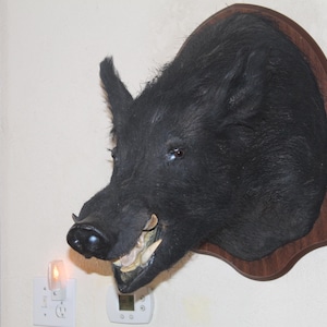 Pig Head Mount Taxidermy Log Cabin Decor - Etsy