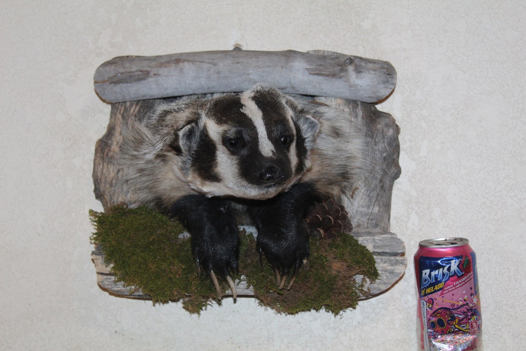 Badger Mount Taxidermy Whitetail Deer Shed Antler Log Cabin Decor Skunk ...