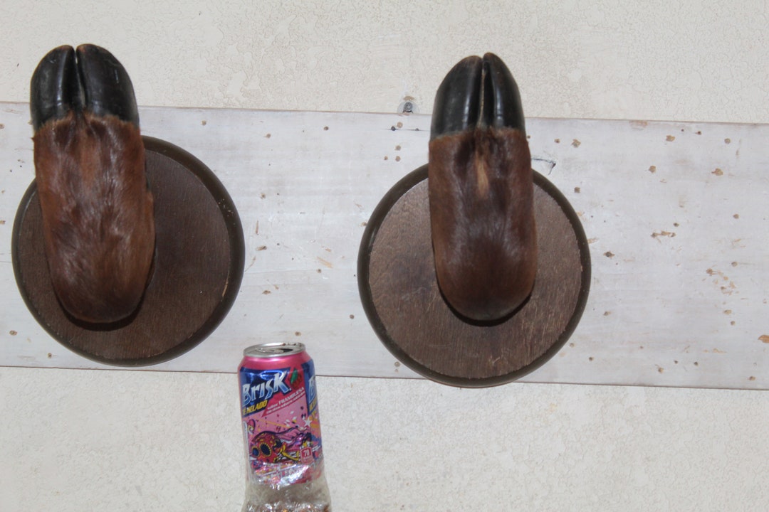 2 Elk Taxidermy Foot Hoof Feet Log Cabin Decor Whitetail Mule Deer ...