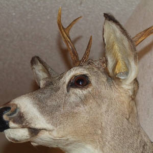 Whitetail Deer Head Shoulder Mount Taxidermy Cape Shed Antler Hunt Mule ...