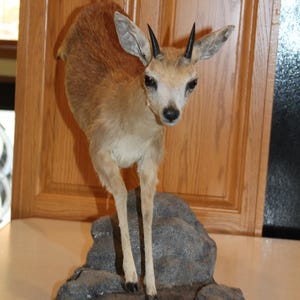 Taxidermy Grey Rhebok Duiker Steenbok Antelope Mount Africa Safari Hunt ...