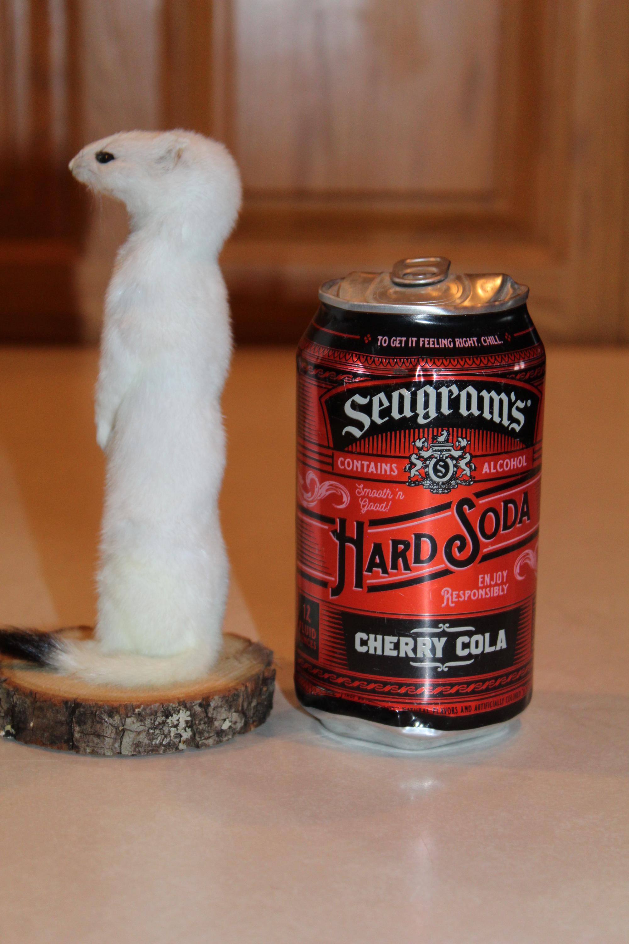 New Taxidermy Weasel Mink Ermine Stoat Fur Mount Whitetail Deer ...