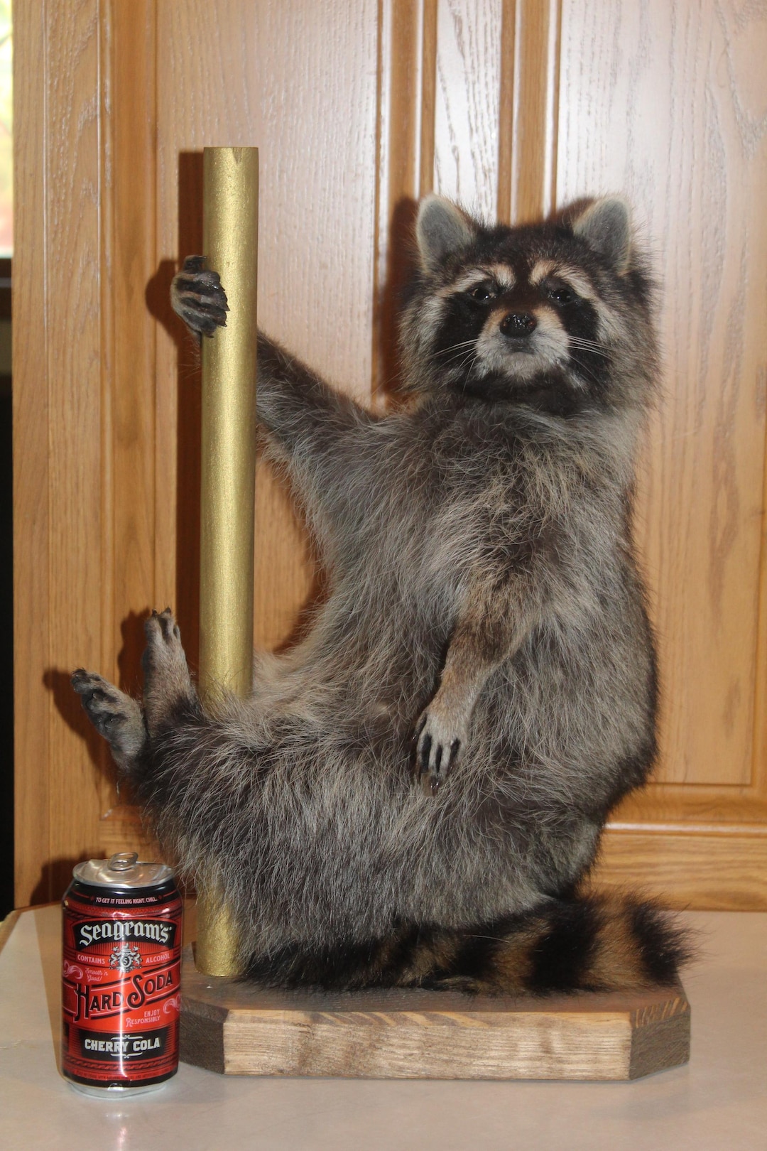 New Stripper Pole Raccoon Mount Taxidermy Antler Novelty Whitetail Deer Fur - Etsy