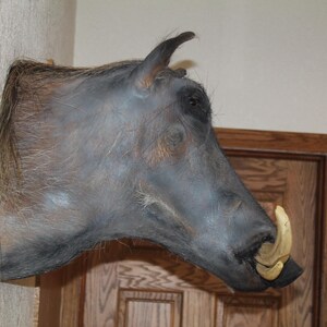 Pig Head Mount Taxidermy Log Cabin Decor - Etsy