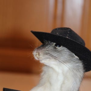 Taxidermy Cowboy Hat Barn Rat Mount Novelty Whitetail Deer Log Cabin ...