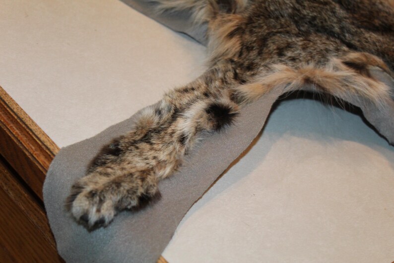 New Bobcat Mount Rug Tanned Leather Taxidermy Fur Hide Pelt - Etsy