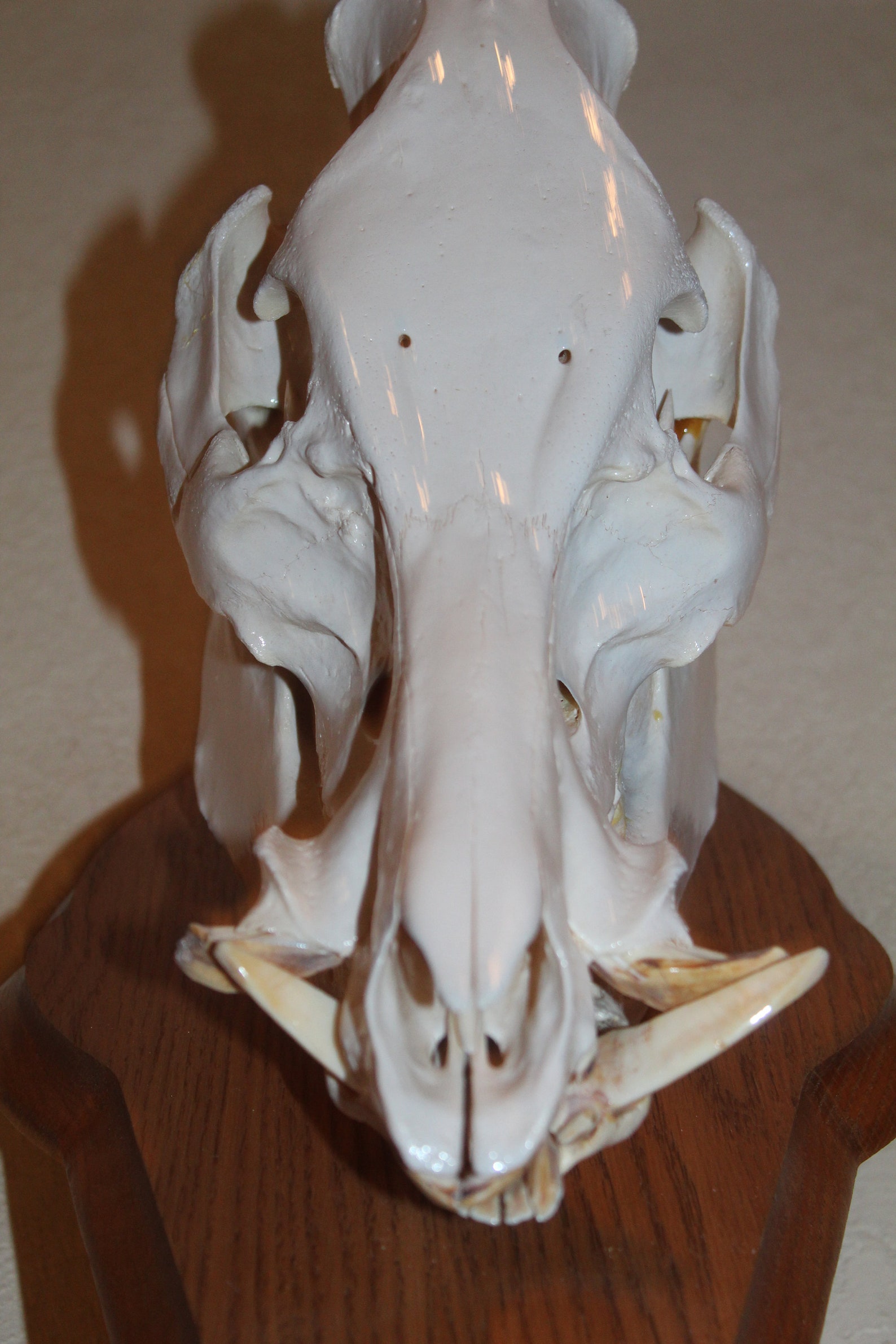 European Pig Wild Boar Skull Mount Taxidermy Bone Teeth - Etsy