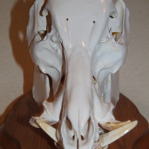European Pig Wild Boar Skull Mount Taxidermy Bone Teeth - Etsy