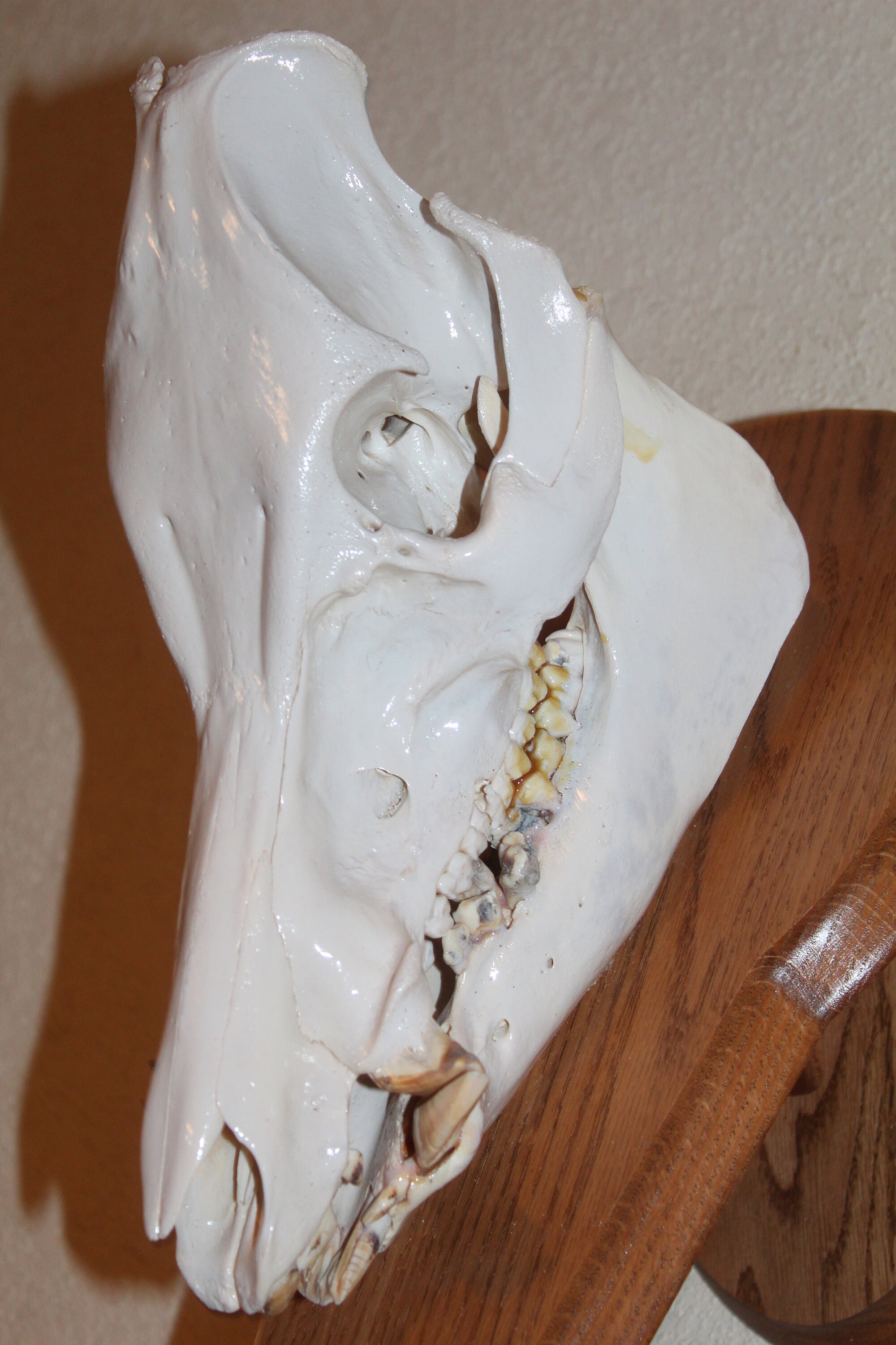 European Pig Wild Boar Skull Mount Taxidermy Bone Teeth - Etsy