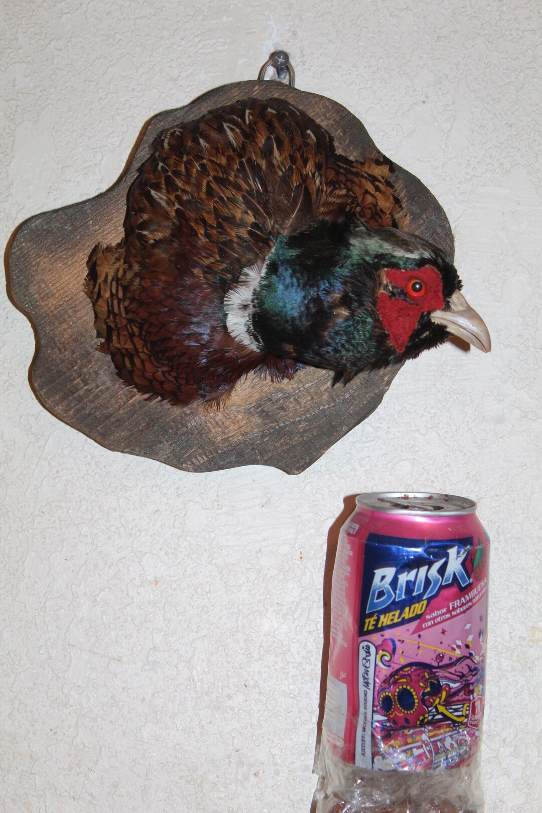 Wall Mount Chinese Ringneck Pheasant Rooster Head Taxidermy Log Cabin ...