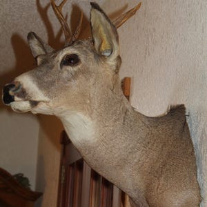 Whitetail Deer Head Shoulder Mount Taxidermy Cape Shed Antler Hunt Mule ...