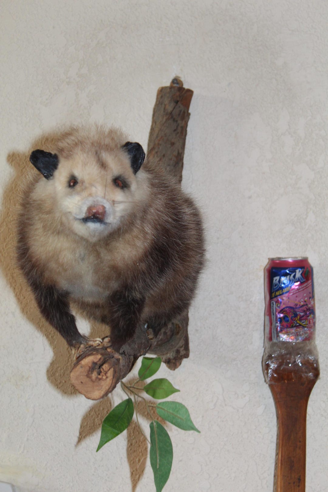Opossum Mount Taxidermy Whitetail Deer Log Cabin Antler Decor Mule ...