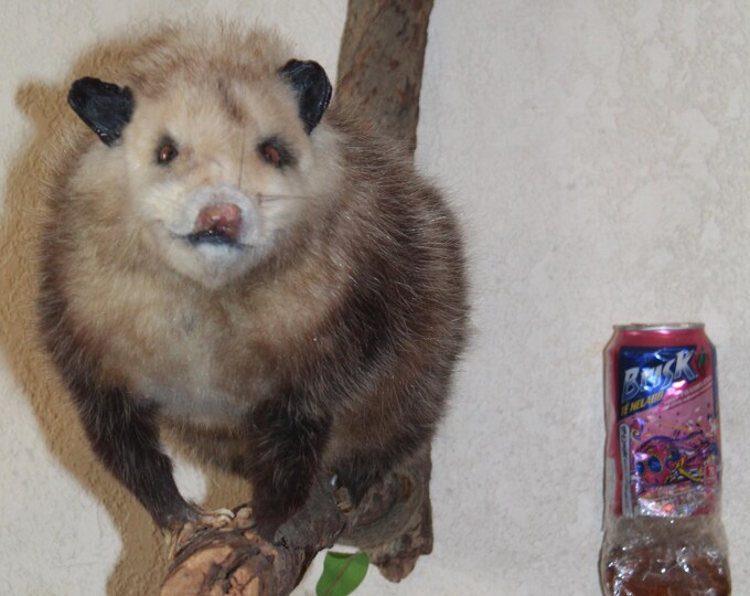 Opossum Mount Taxidermy Whitetail Deer Log Cabin Antler Decor Mule ...