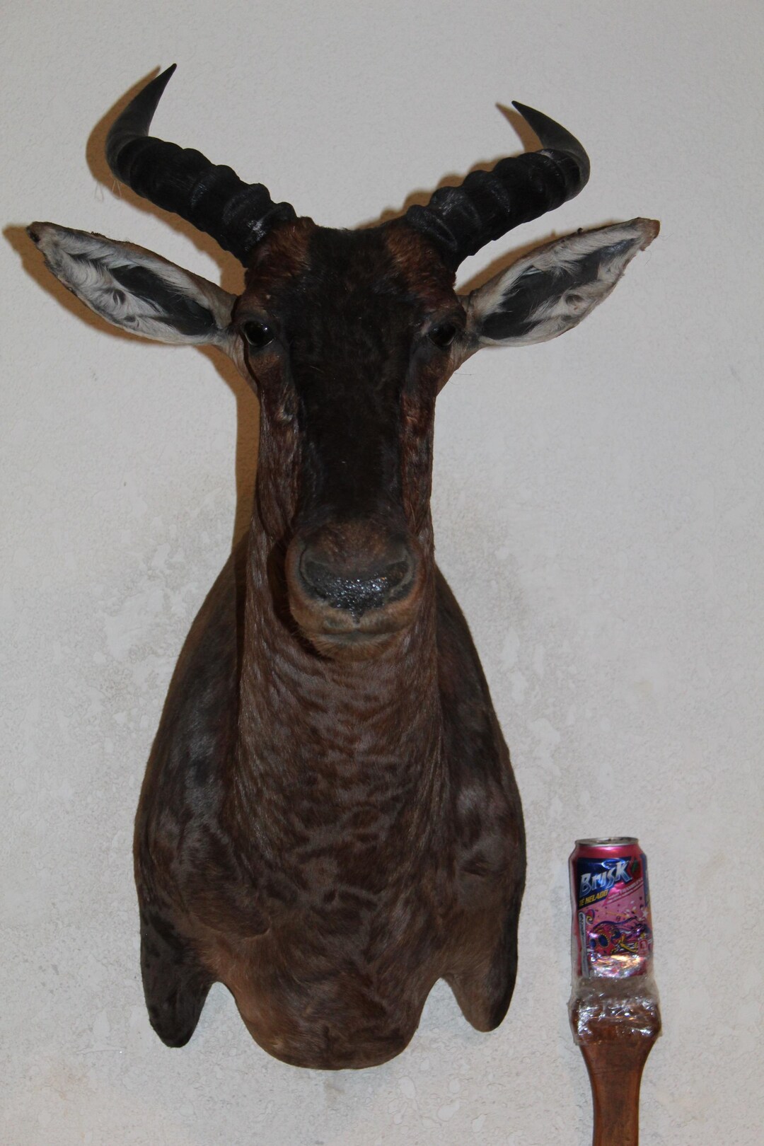 Taxidermy Tsessebe Head Shoulder Mount Africa Safari Hunt Whitetail ...