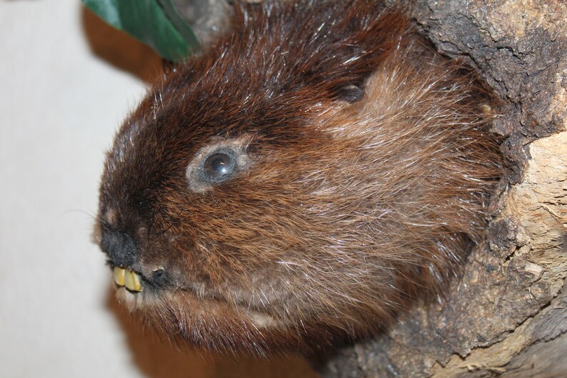 New Beaver Head Mount Taxidermy Whitetail Deer Antler Mule Hunt - Etsy