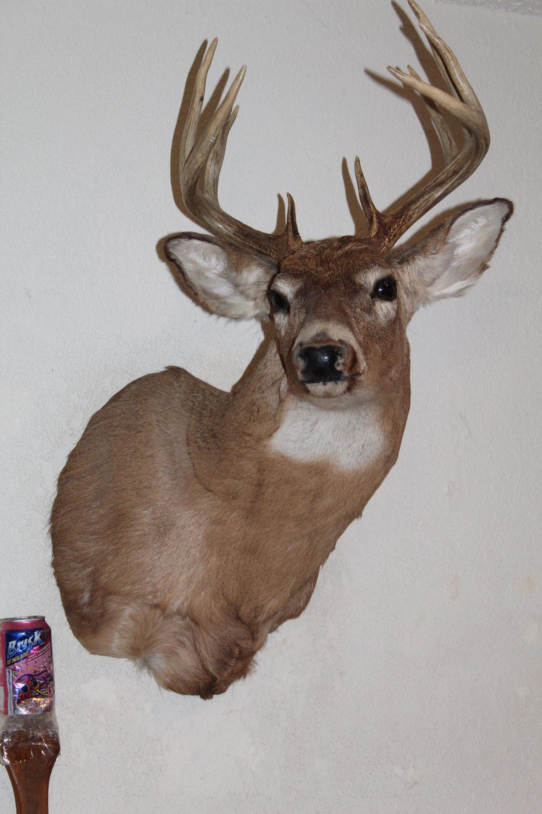 Whitetail Deer Head Shoulder Mount Taxidermy Cape Shed Antler Hunt Mule ...