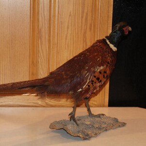 Standing Chinese Ringneck Pheasant Rooster Taxidermy Log Cabin Decor ...