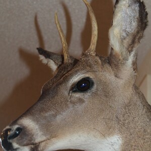 Whitetail Deer Head Shoulder Mount Taxidermy Cape Shed Antler Hunt Mule ...