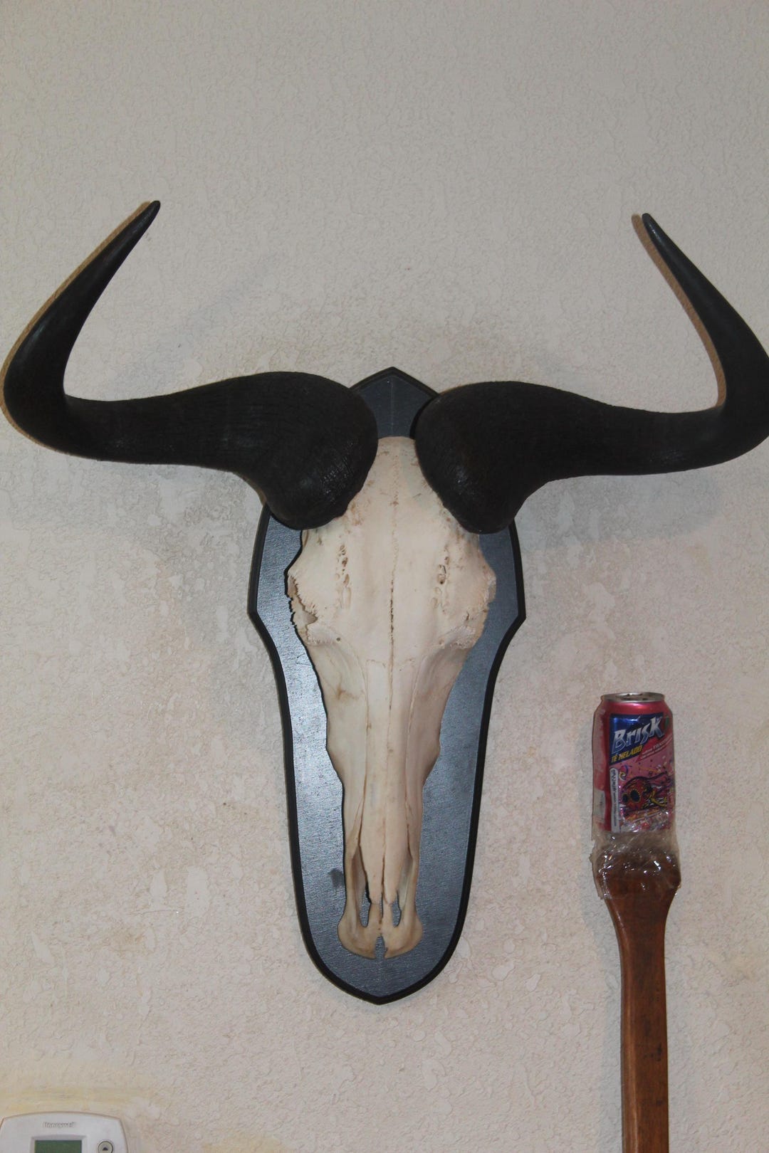 African Blue Wildebeest Skull Horn Mount Taxidermy Zebra Gemsbok Safari ...
