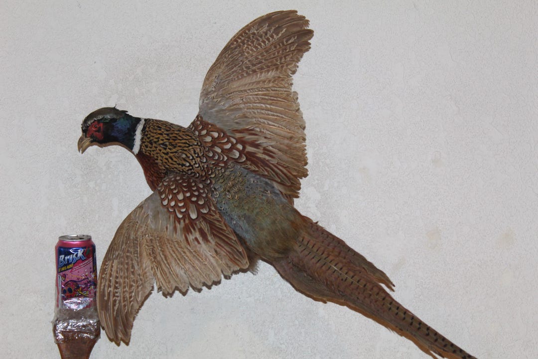 Flying Chinese Ringneck Pheasant Rooster Taxidermy Log Cabin Decor ...