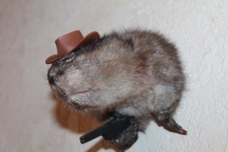 New Cowboy Muskrat Taxidermy Log Cabin Decor Mount Mancave Whitetail ...