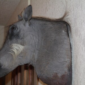 Pig Head Mount Taxidermy Log Cabin Decor - Etsy