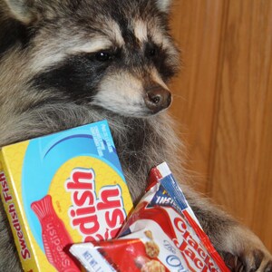 New Camper Raccoon Basket Mount Taxidermy Antler Candy Novelty ...