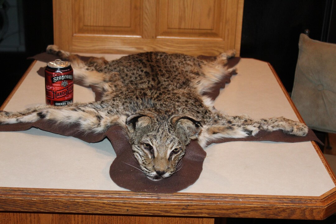 New Bobcat Mount Rug Tanned Leather Taxidermy Fur Hide Pelt - Etsy
