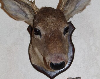 Magnificent 15pt Whitetail Deer Taxidermy Head Mount. - Etsy