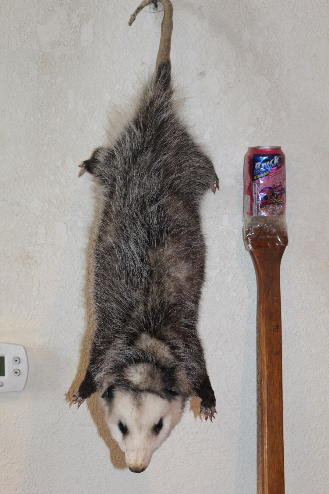 New Opossum Hanging Mount Taxidermy Novelty Whitetail Deer - Etsy