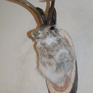 Jackalope Mount Taxidermy Antler Log Cabin Decor Pelt Whitetail Mule ...