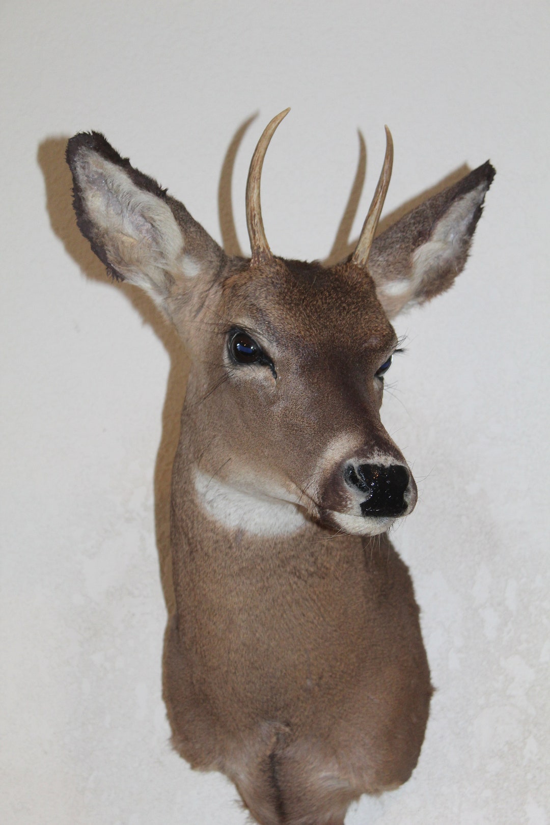 Whitetail Deer Head Shoulder Mount Taxidermy Cape Shed Antler Hunt Mule ...
