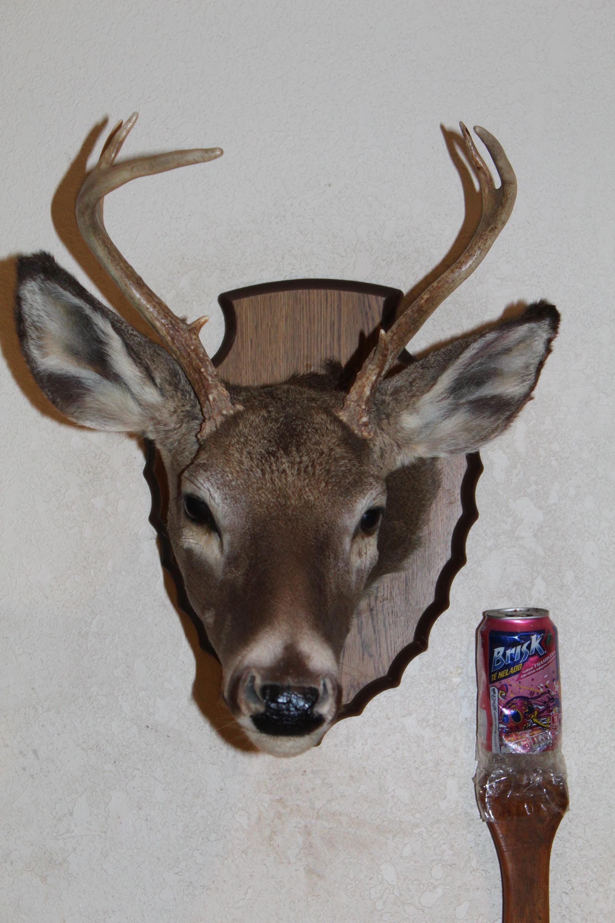 Whitetail Deer Head Shoulder Mount Taxidermy Cape Shed Antler Hunt Mule ...