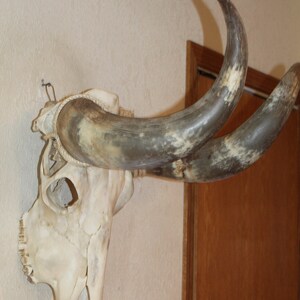 Bull Steer Cow Skull European Mount Taxidermy Texas Skeleton Bone ...