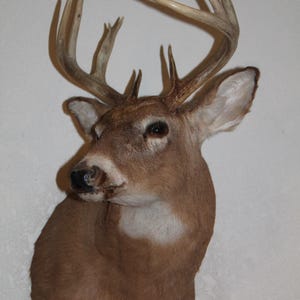 Whitetail Deer Head Shoulder Mount Taxidermy Cape Shed Antler Hunt Mule ...