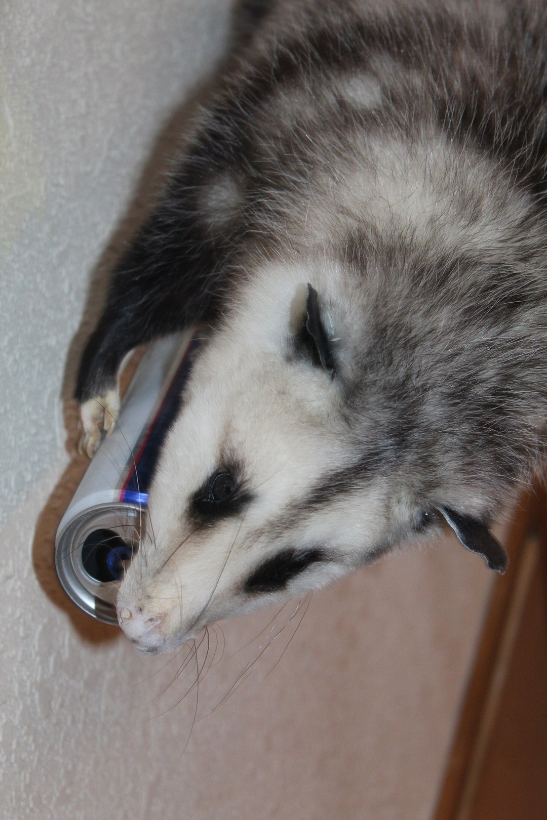 New Michelob Beer Opossum Mount Taxidermy Whitetail Deer Log Cabin ...