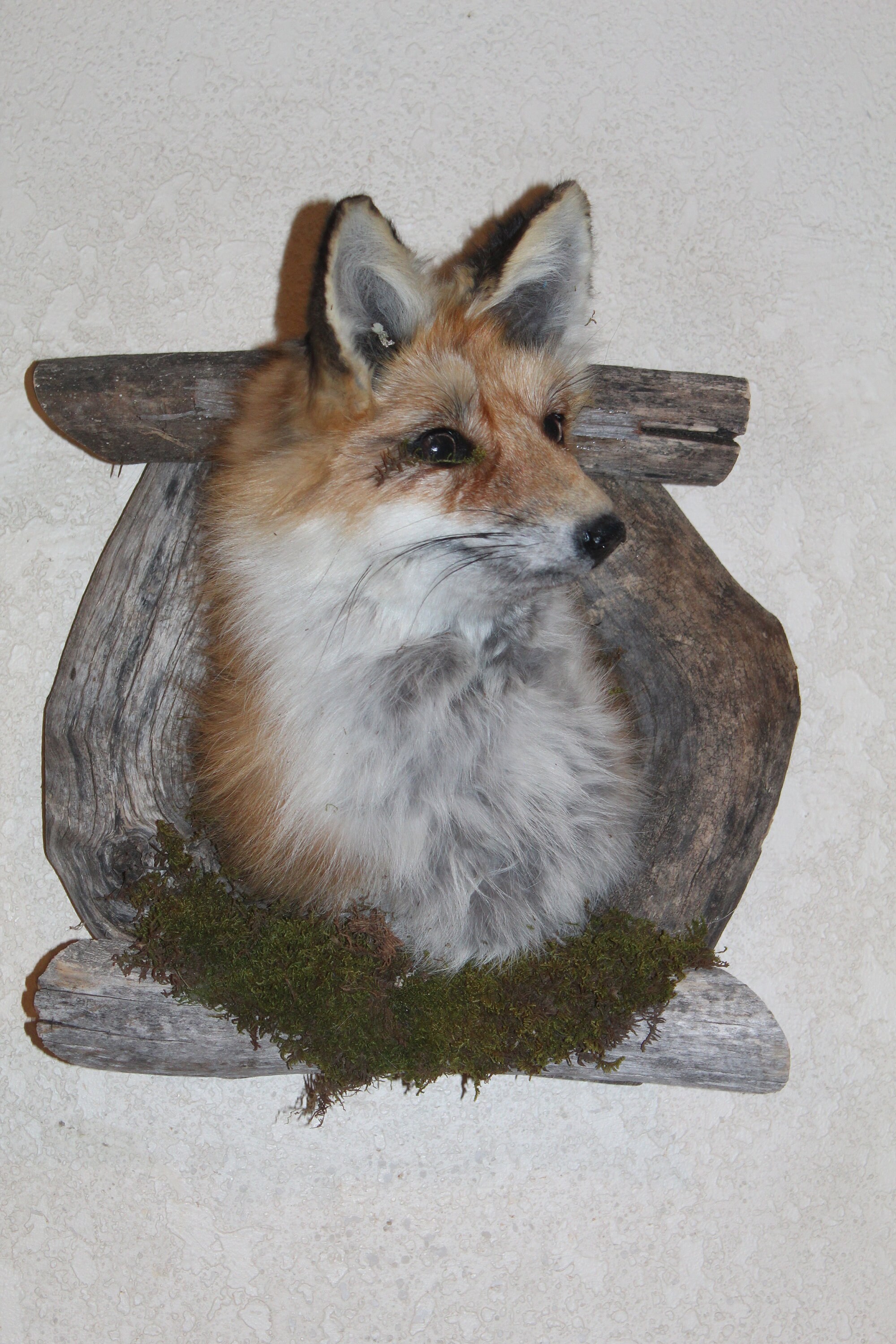 New Red Fox Head Mount Taxidermy Whitetail Deer Antler Mule Hunt - Etsy