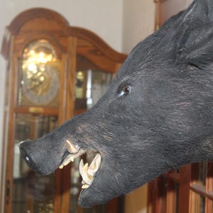 Pig Head Mount Taxidermy Log Cabin Decor - Etsy