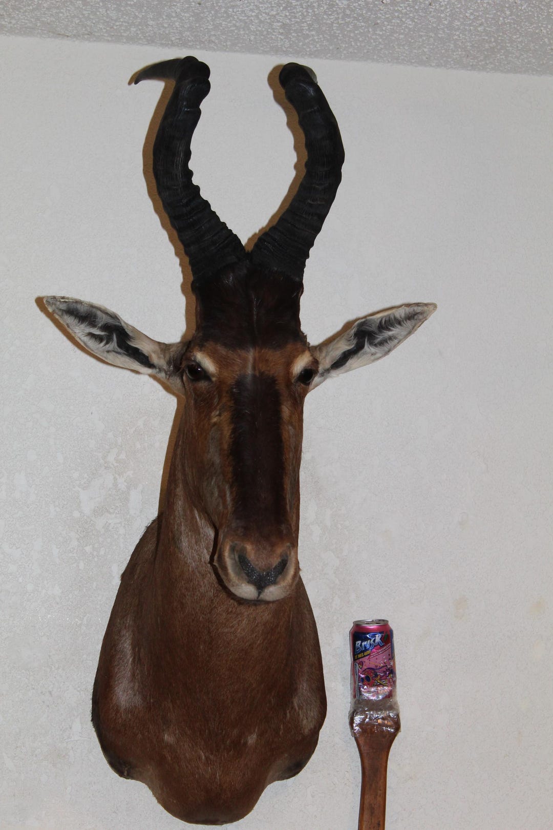 Taxidermy Hartebeest Head Shoulder Mount Africa Safari Hunt Whitetail ...