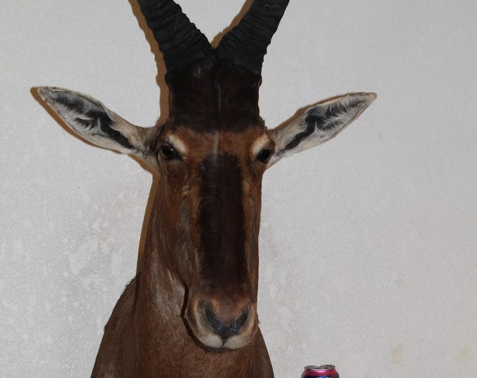 Taxidermy Hartebeest Head Shoulder Mount Africa Safari Hunt Whitetail ...