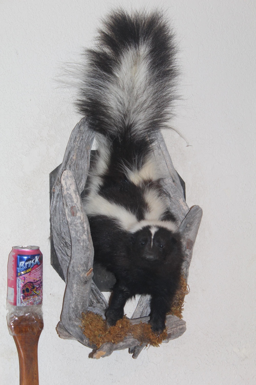 New Striped Skunk Wall Mount Taxidermy Whitetail Deer Shed Antler Log ...