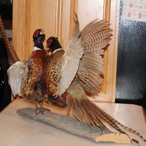 Taxidermy Pair Fighting Ring Neck Pheasant Mounts Novelty Present Whitetail Deer Log Cabin Decor ...