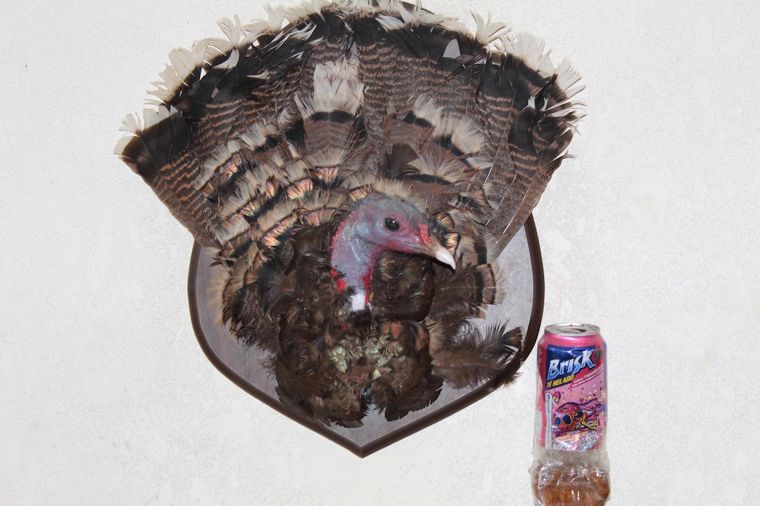 Hen Turkey Mount Taxidermy Tom Jake Whitetail Deer Shed Antler Log ...