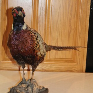 Standing Chinese Ringneck Pheasant Rooster Taxidermy Log Cabin Decor ...