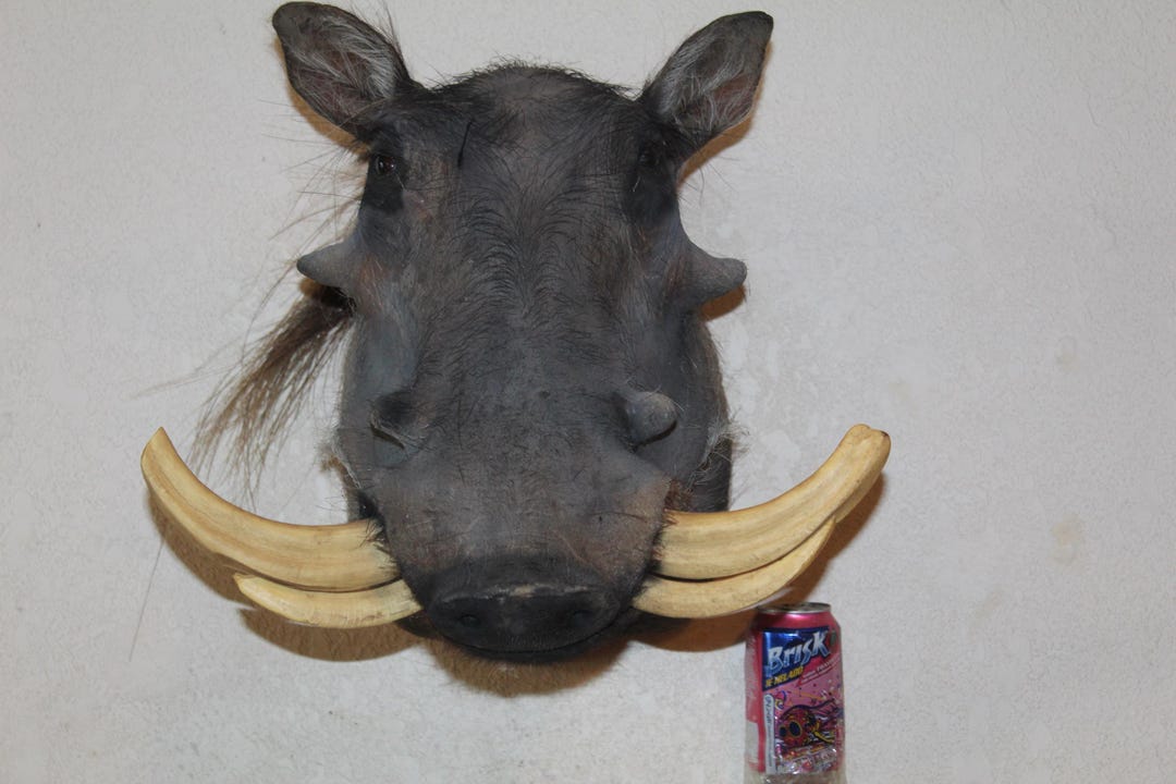 Pig Head Mount Taxidermy Log Cabin Decor - Etsy