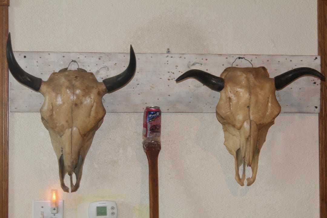 Pair Steer Cow Skulls Horns European Mount Taxidermy Texas Skeleton ...