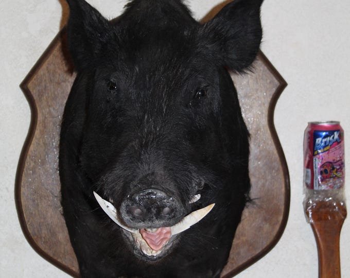 Pig Hog Head Mount Taxidermy Log Cabin Decor - Etsy