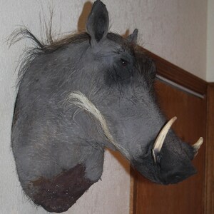 Pig Head Mount Taxidermy Log Cabin Decor - Etsy